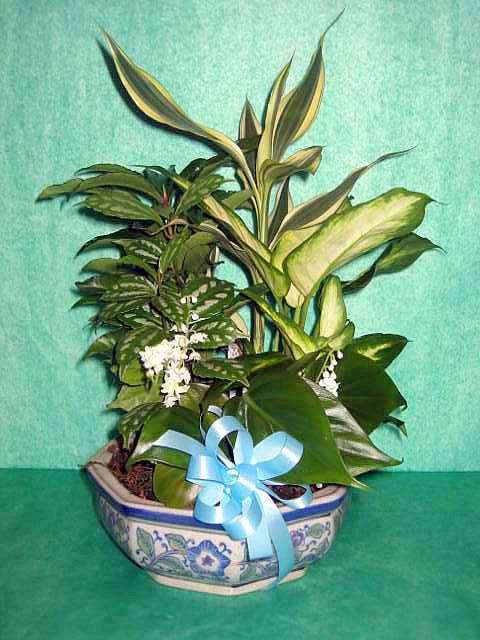 Ashleys Florist and Antiques Dish Gardens
