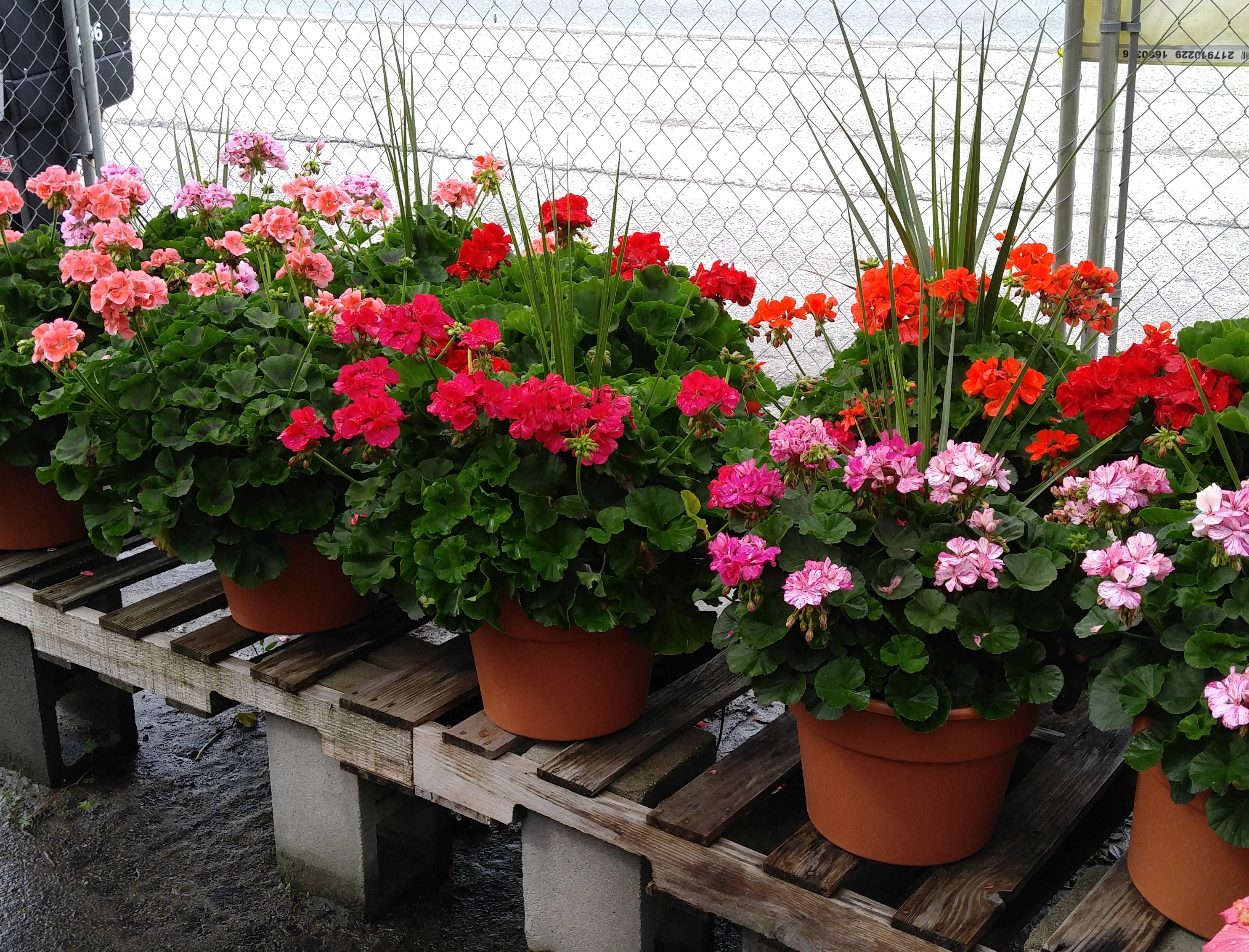 Ashleys Florist & Antiques Mothers Day